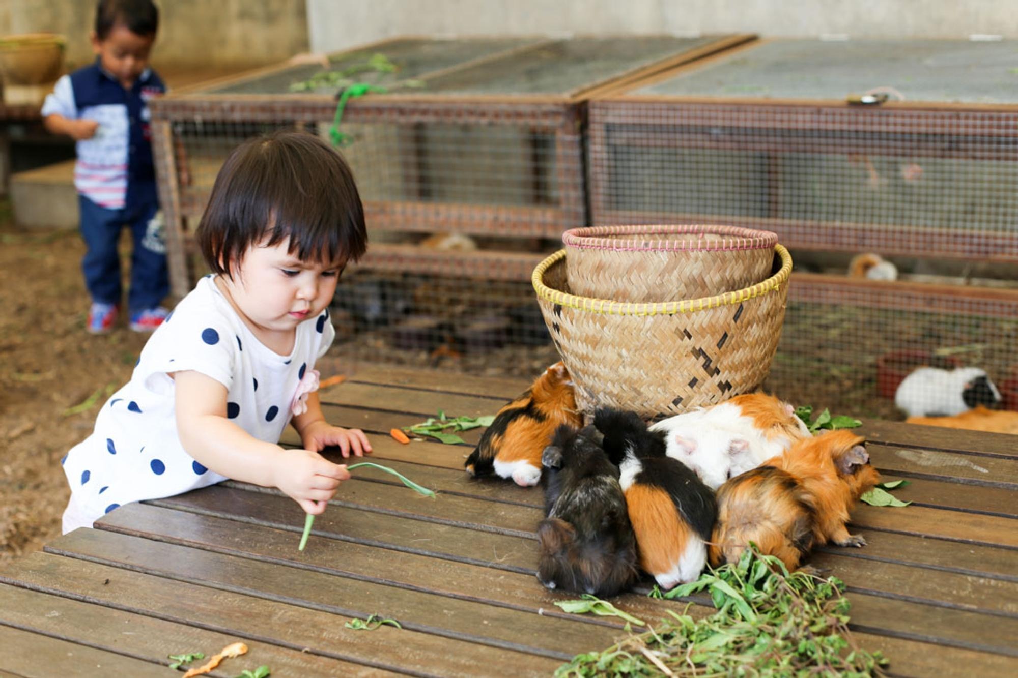Kuntum Farmfield: Tempat Agrowisata Modern dan Ramah Anak
