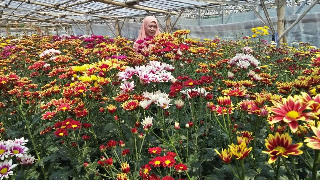 Setiya Aji Flower Farm: Harga Tiket, Daya Tarik, Jam Buka