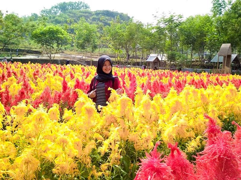 Setiya Aji Flower Farm: Harga Tiket, Daya Tarik, Jam Buka