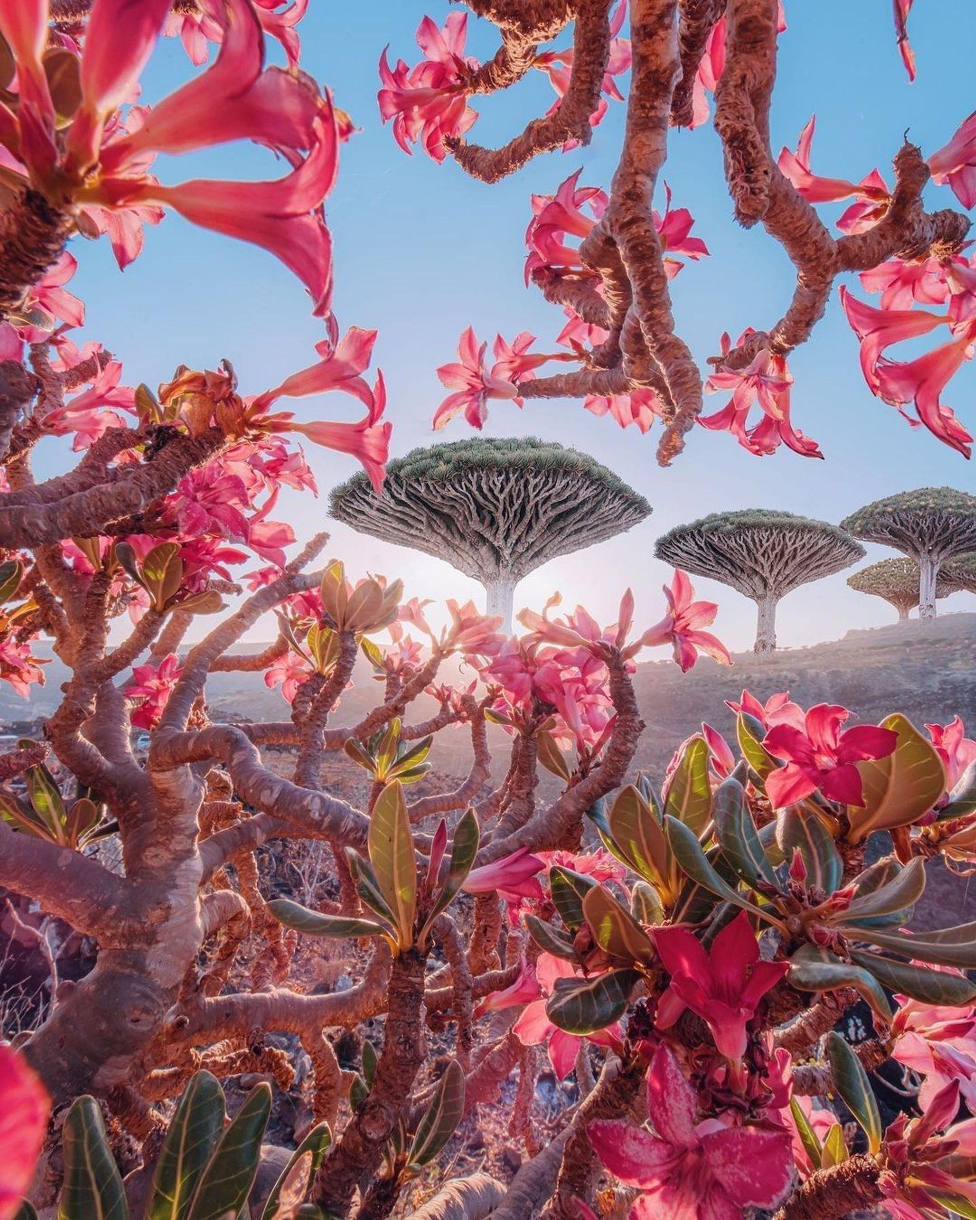Dragon Blood Tree in Socotra Island