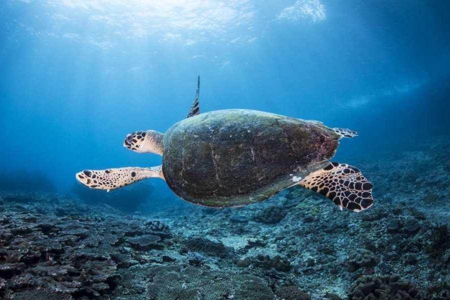 Lipah Beach: Snorkeling and Diving Paradise in Amed