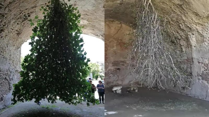Trees Growing Upside Down: Natural Phenomenon in Bacoli, Italy