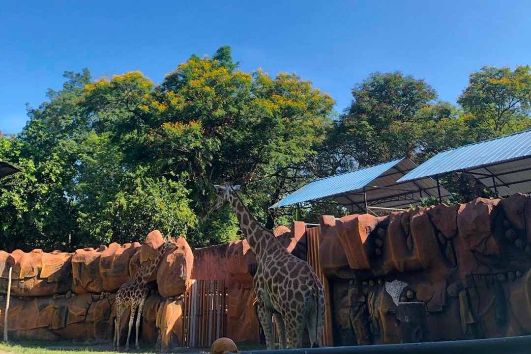 Kebun Binatang Surabaya: Harga Tiket Masuk Terbaru