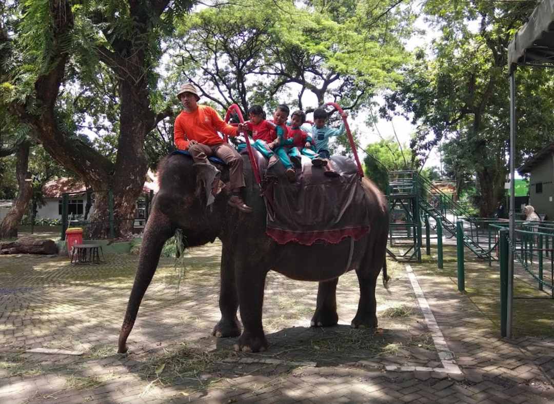 About Surabaya Zoo Or "Bonbin”