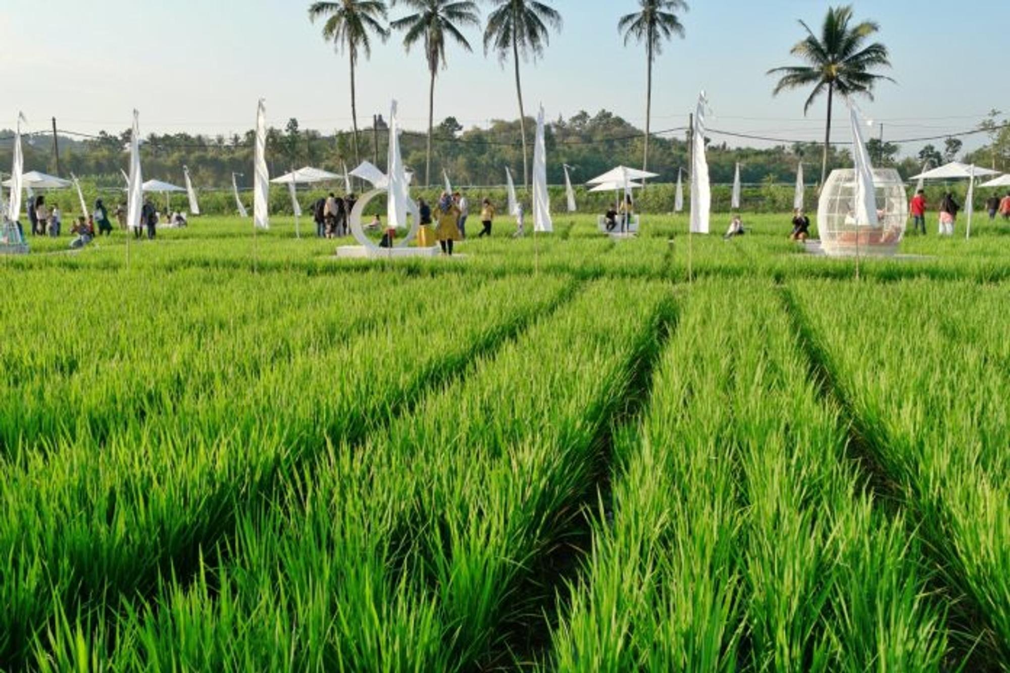 Wisata Foto di Sawah Desa Svargabumi